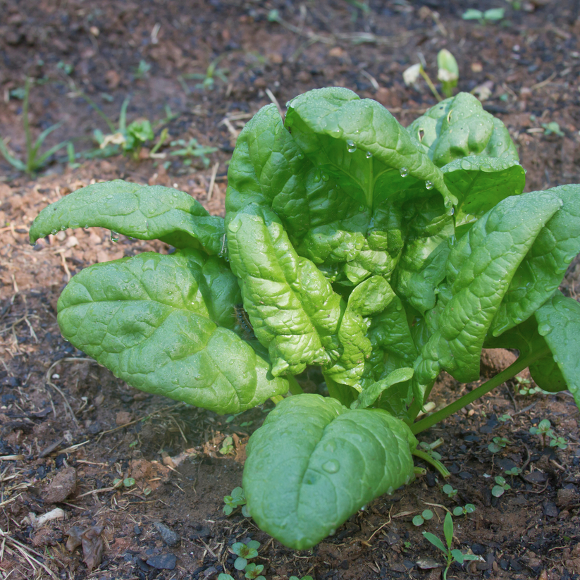 Bloomsdale Long Standing Spinach Seeds – Brawley Seed Co.