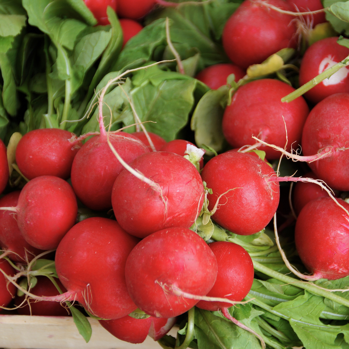 Scarlet Globe Radish Seeds – Brawley Seed Co.