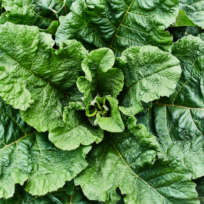 Seven Top Turnip (Greens) Seeds – Brawley Seed Co.