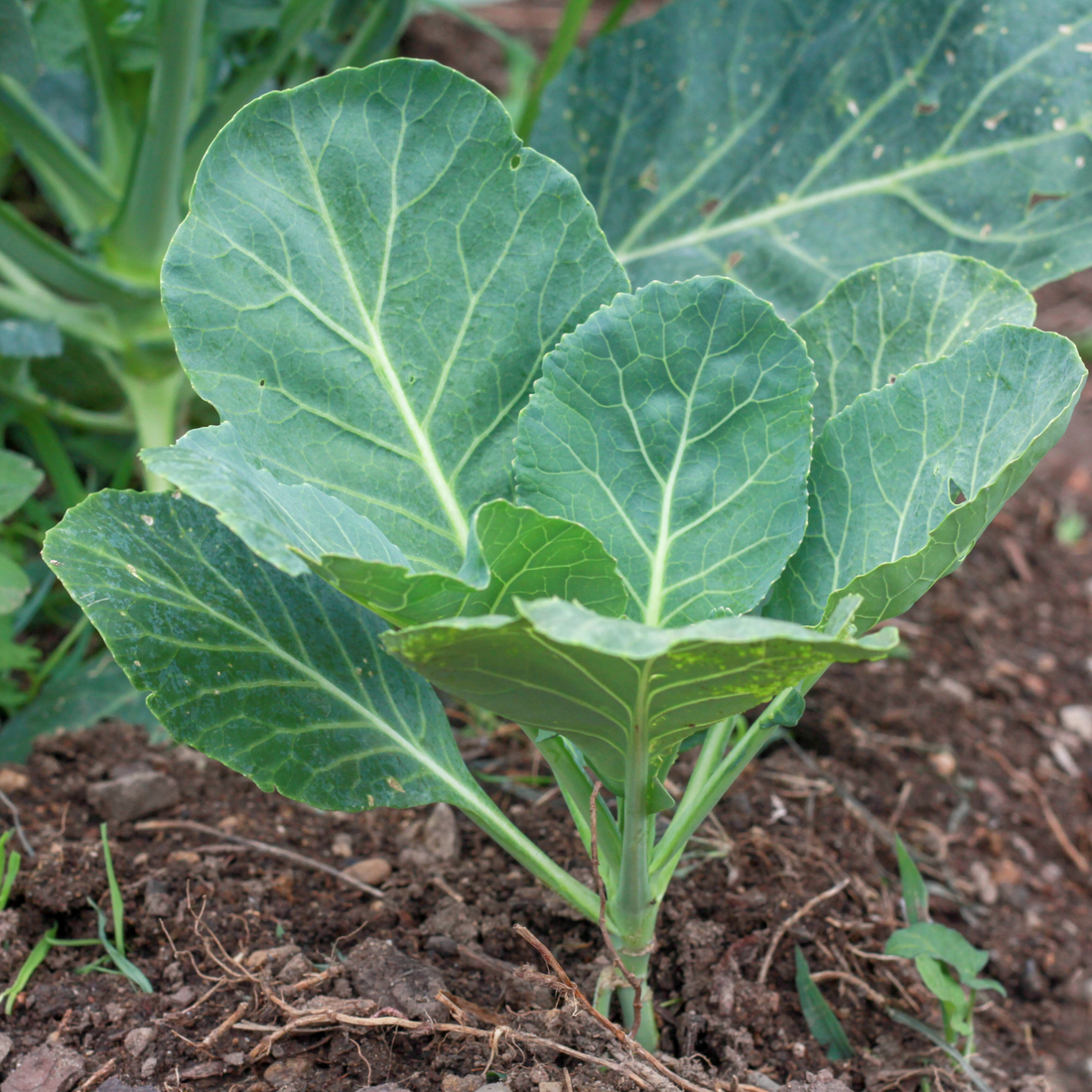 Top Bunch Collards Seeds – Brawley Seed Co.